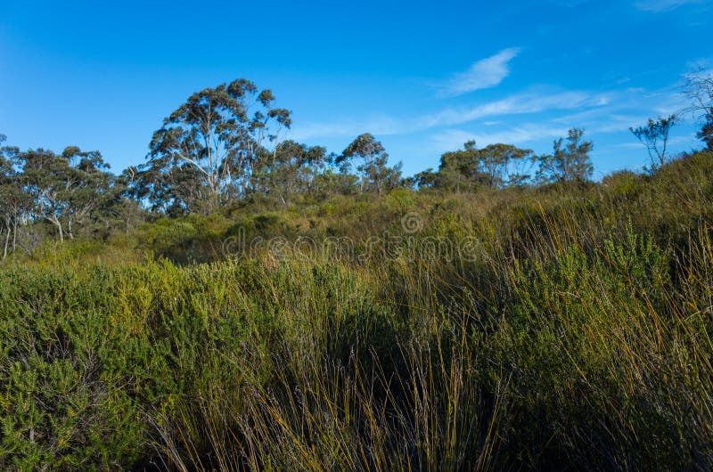 Australian Bush Landscape with Native Shrubs and Eucalyptus Tree Stock ...