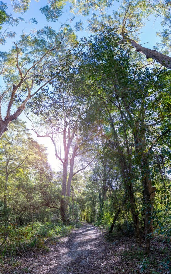 Australian bush pathway stock photo. Image of deciduous - 283498576