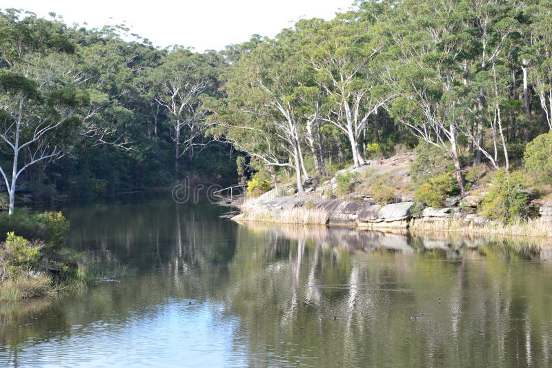 Australian bush Setting stock image. Image of bushland - 80599833