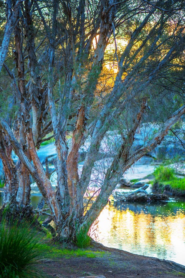 Australian Bush Sunset stock photo. Image of glows, trees - 78266468