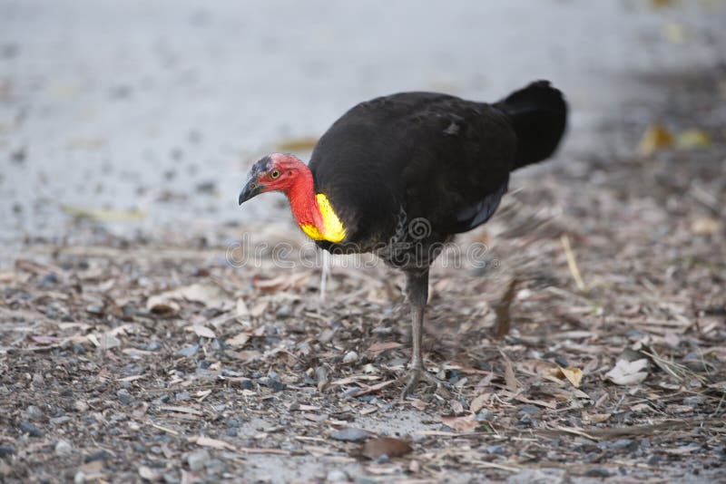 Australian Bush Turkey Pawing Stock Photo - Image of bird, australia ...