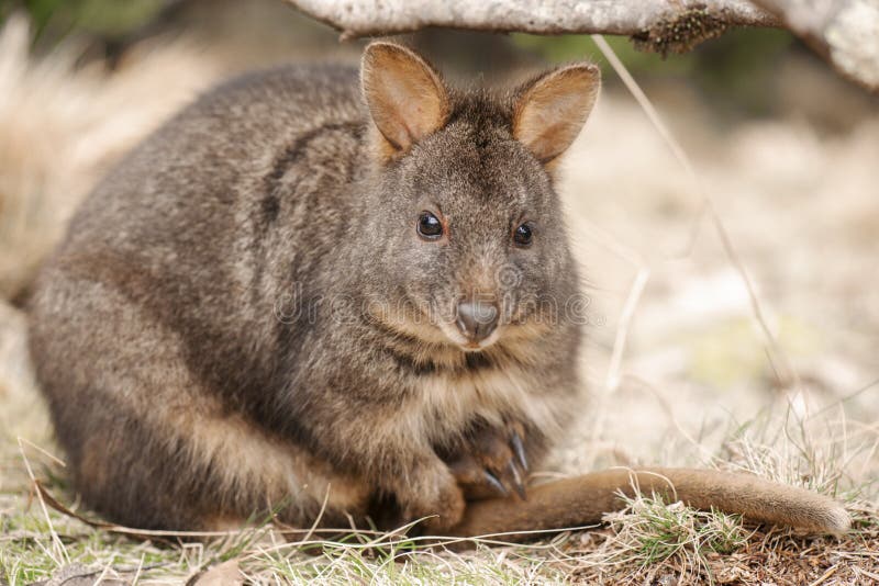 Australian Bush Wallaby Outside during the Day Stock Image - Image of ...