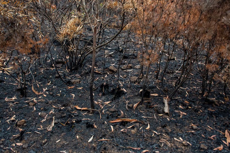 Australian Bushfire Aftermath: Burnt Bushes Stock Image - Image of ...