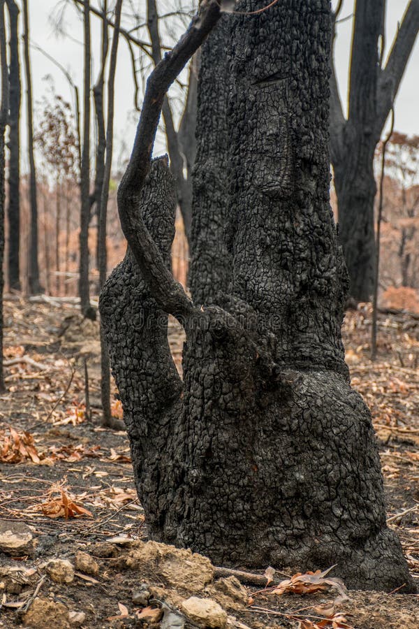 Australian Bushfire Aftermath: Burnt Eucalyptus Tree Stock Image ...