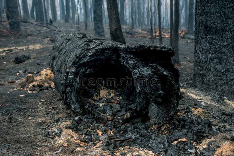 Australian Bushfire Aftermath: Burnt Eucalyptus Trees Stock Photo ...