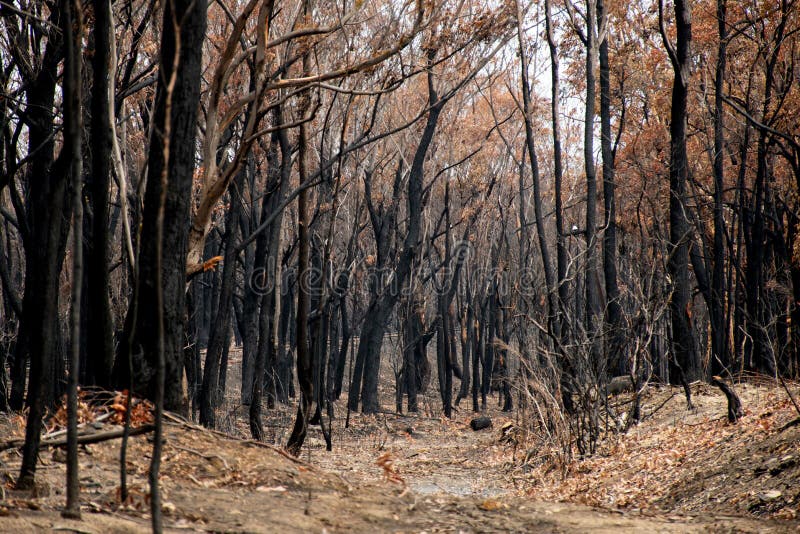 Australian Bushfire Aftermath: Burnt Eucalyptus Trees Stock Photo ...