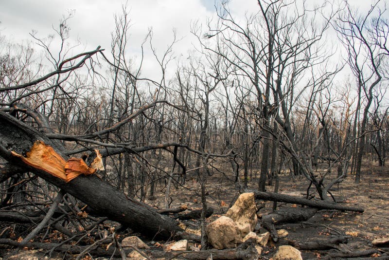 Australian Bushfire Aftermath: Burnt Trees Debris Stock Photo - Image ...