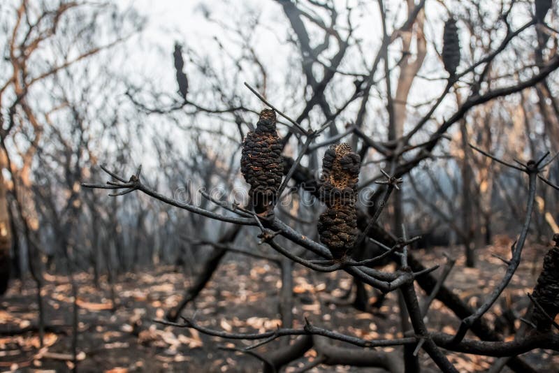 Australian Bushfire Aftermath: Burnt Trees Suffered from Severe ...