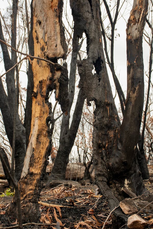 Australian Bushfire Aftermath: Eucalyptus Tree Burnt Stock Image ...
