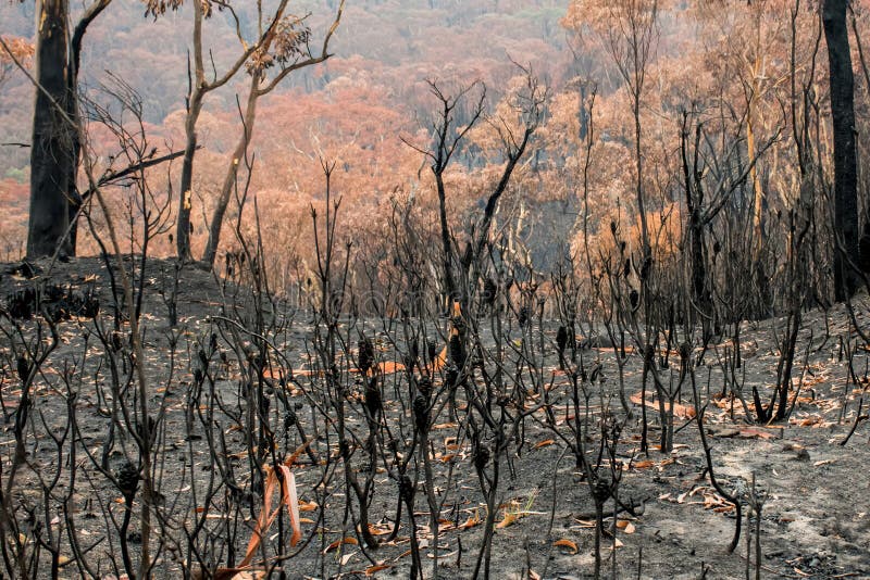 Australian Bushfires Aftermath: Eucalyptus Trees Recovering after ...