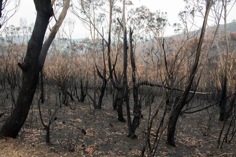 Australian Bushfires Aftermath: Burnt Eucalyptus Trees Damaged by the ...