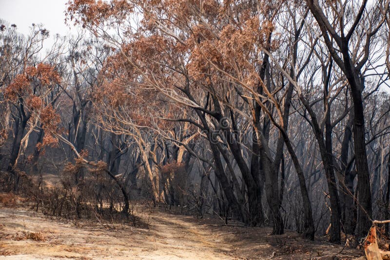 Australian Bushfires Aftermath: Burnt Eucalyptus Trees Stock Image ...