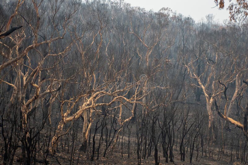 Australian Bushfires Aftermath: Eucalyptus Trees Recovering After ...
