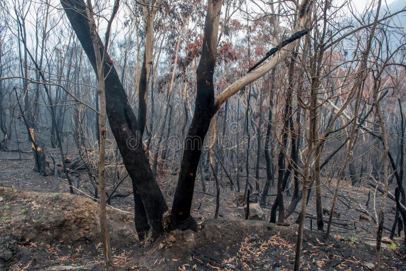 Australian Bushfires Aftermath Stock Photo - Image of bushfires ...