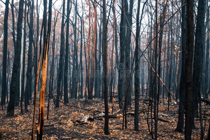 Australian Bushfires Aftermath: Burnt Eucalyptus Trees Damaged by the ...