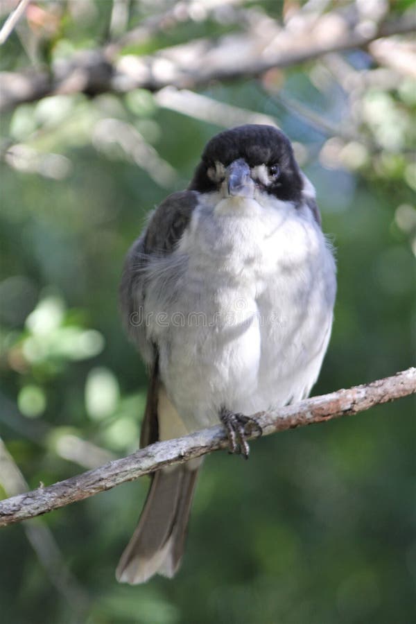 A Very Friendly Australian Songbird (Butcher Bird) Looking at Me Stock ...