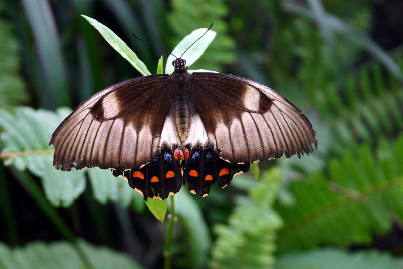 Australian Butterfly stock image. Image of insect, rest - 209497