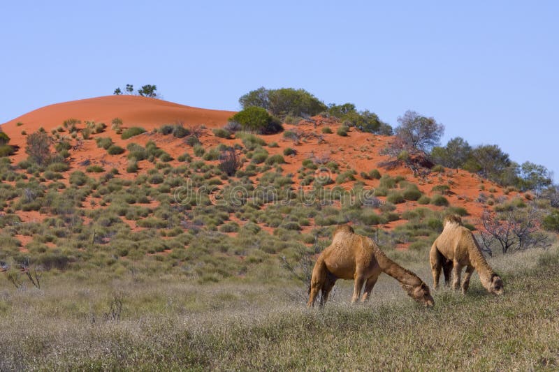 Australian Camels in the Outback Stock Photo - Image of landscape, land ...