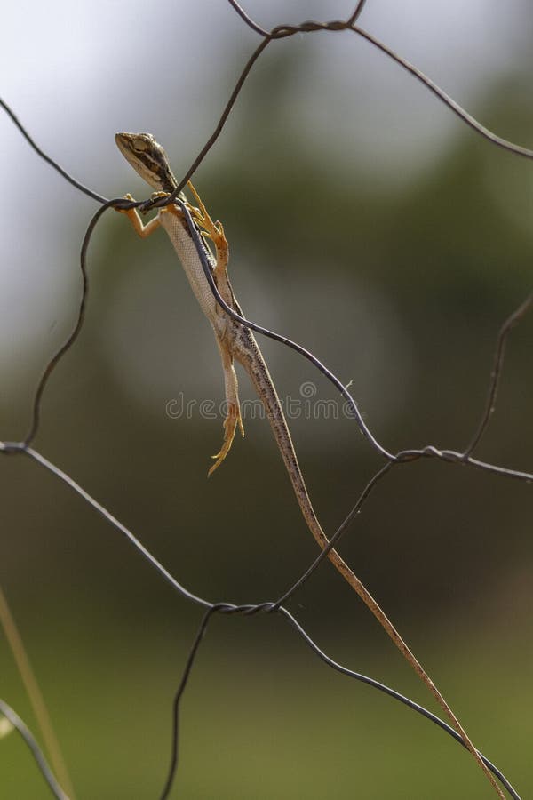 Australian Cane Grass Dragon Stock Photo - Image of diporiphora ...