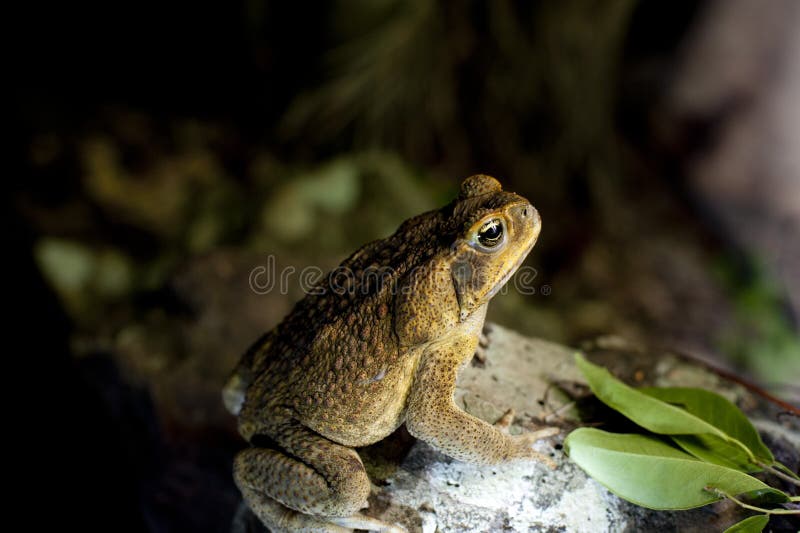 Australian Cane Toad in Profile Stock Image - Image of amphibian, warty ...