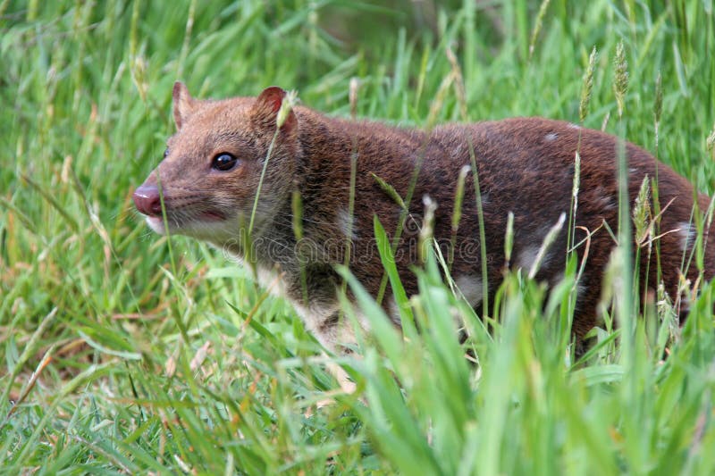 Australian Carnivorous Marsupial (tiger Quoll) Stock Photo - Image of ...