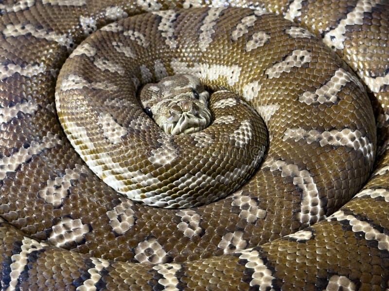 Australian Carpet Python Tightly Coiled Stock Image - Image of coil ...
