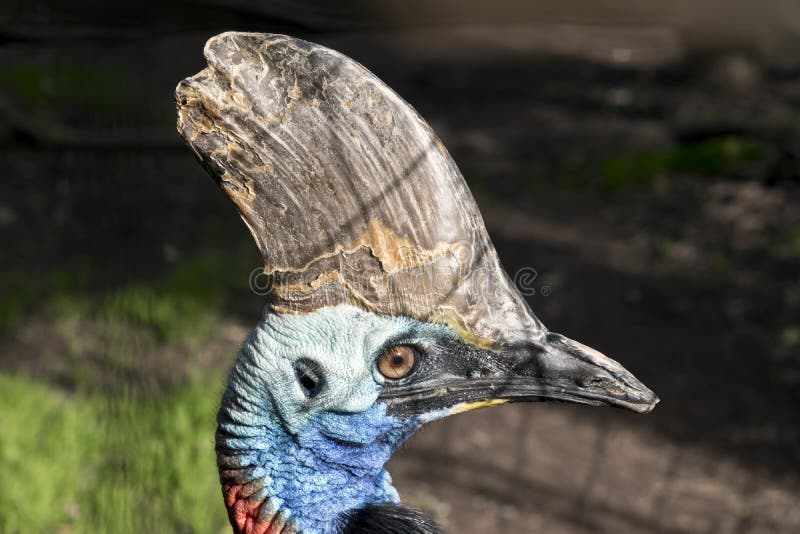 An Australian cassowary stock image. Image of brown - 121241711