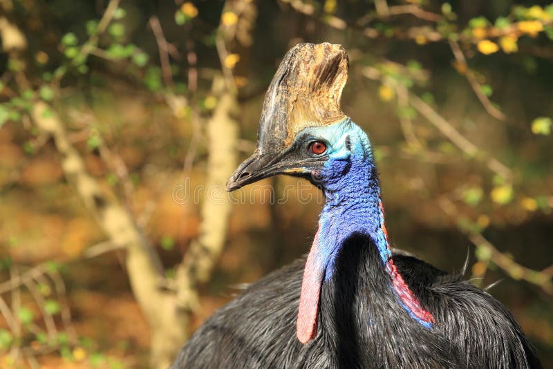 Australian cassowary stock image. Image of soil, upper - 34543133