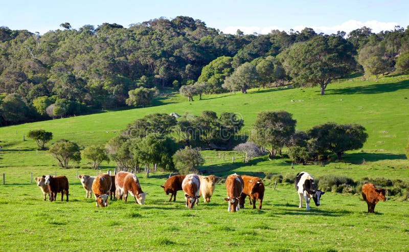 Australian Eucalypt Cattle Country Landscape Stock Photo - Image of ...
