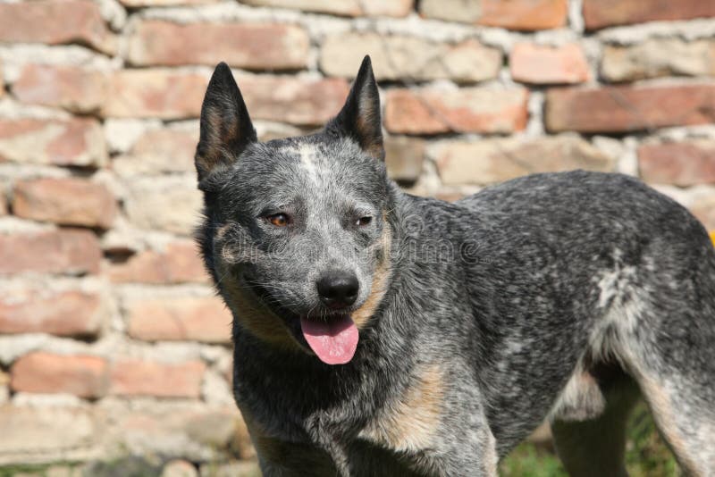 Australian Cattle Dog in Front of the Wall Stock Photo - Image of ...