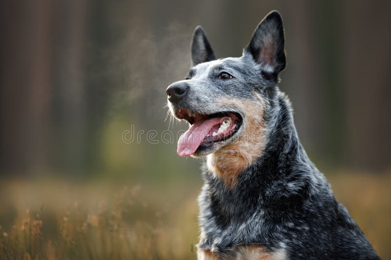 Australian Cattle Dog Portrait in the Forest Stock Photo - Image of ...