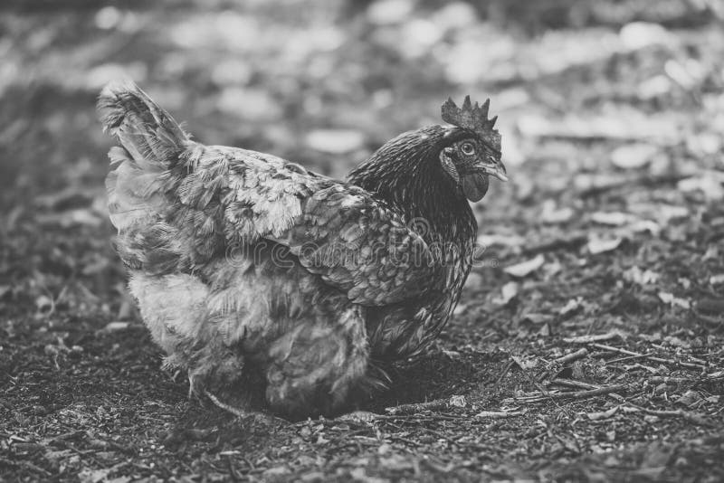 Australian Chicken stock photo. Image of meat, chicken - 149978816