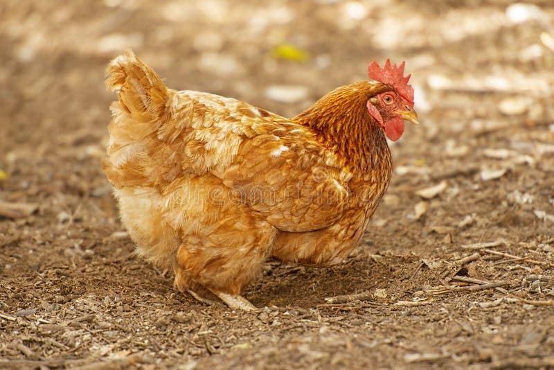 Australian Chicken stock image. Image of outdoors, head - 149978965