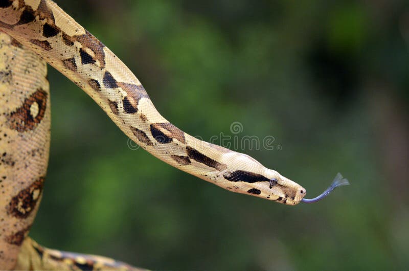 Australian Coastal Carpet Python Stock Image - Image of gold, juvenile ...