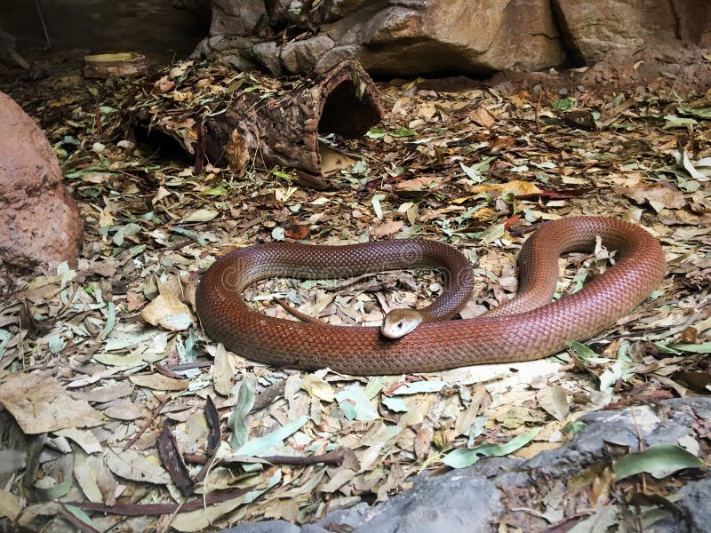 Australian Coastal Taipan Snake Stock Photo - Image of wildlife, ground ...
