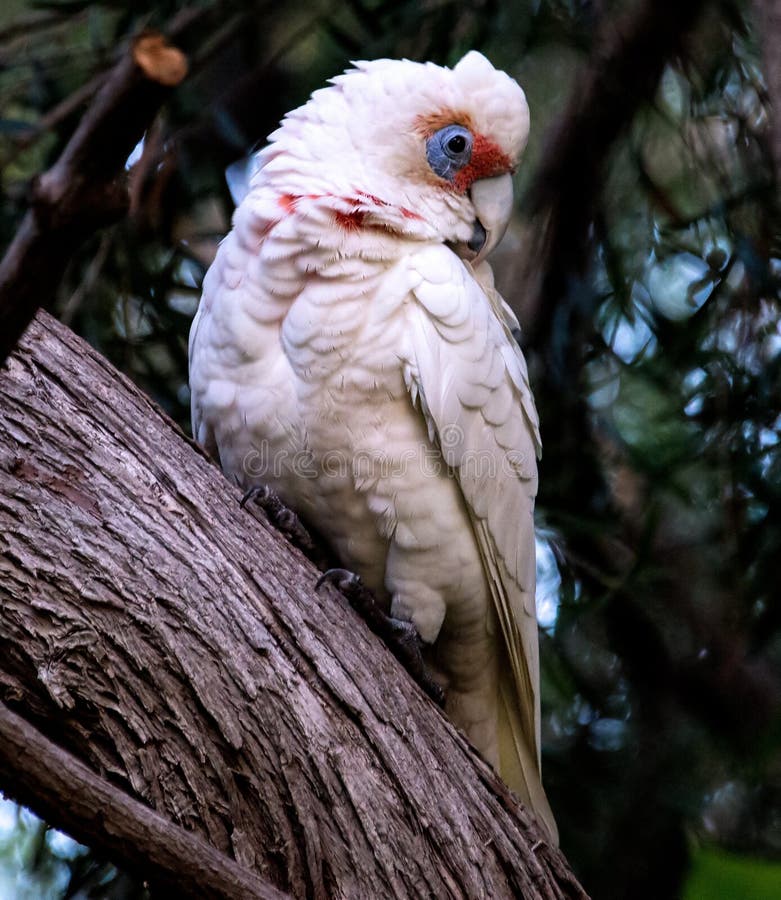 Western Corella stock image. Image of parrot, nature - 34825959