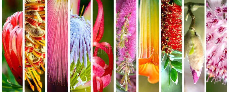 Australian Colourful Native Plants Panoramic View Stock Image - Image ...