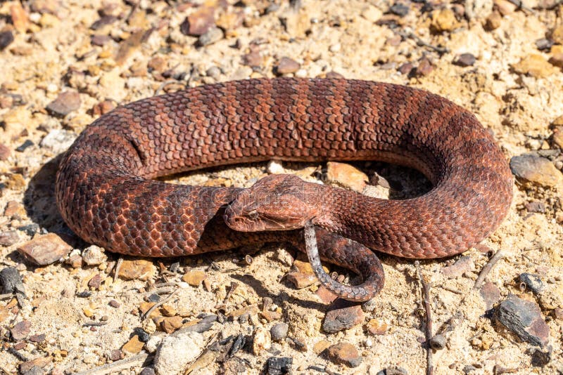 Common Death Adder stock photo. Image of acanthophis - 250373690