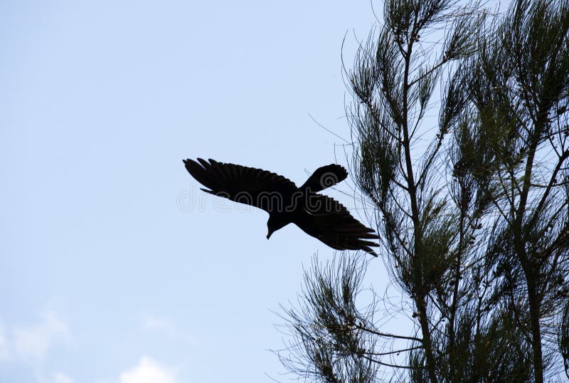 An Australian Common Raven (Corvus Corax) Taking Off from a Tree Stock ...
