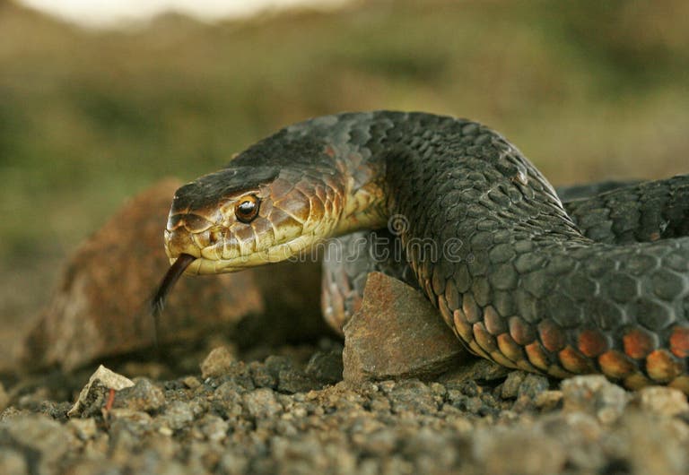 Australian Copperhead Snake Stock Image - Image of outdoors, stones ...