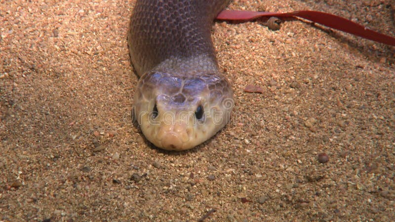 Copperhead Snake on Dirt Up Close Stock Footage - Video of farm ...