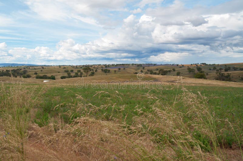 Australian Countryside Landscape of Fields and Grass Stock Image ...