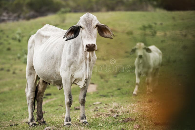 Australian cow stock image. Image of domestic, animal - 109792849