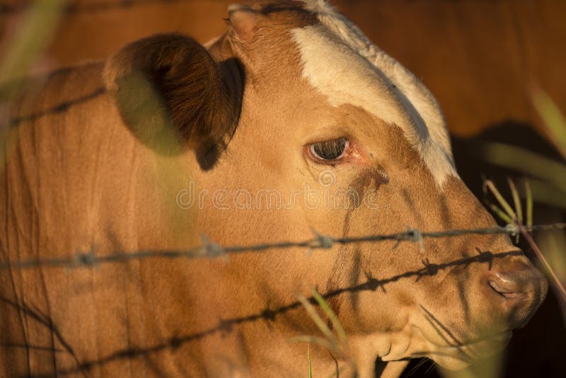 Australian cow stock photo. Image of rural, grass, agriculture - 112005060