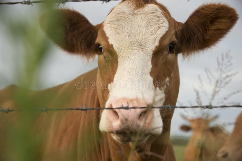 Australian cow stock image. Image of brahman, mammal - 112005141