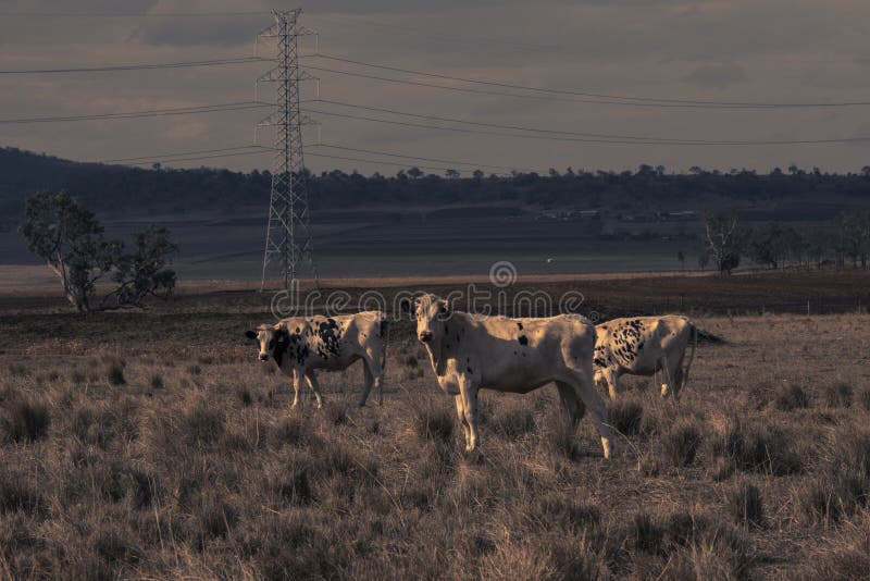Australian cows stock image. Image of beef, livestock - 110996579