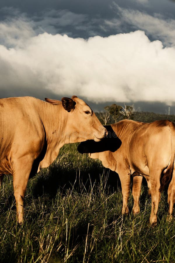 Australian cows stock image. Image of farm, beef, animal - 112006139