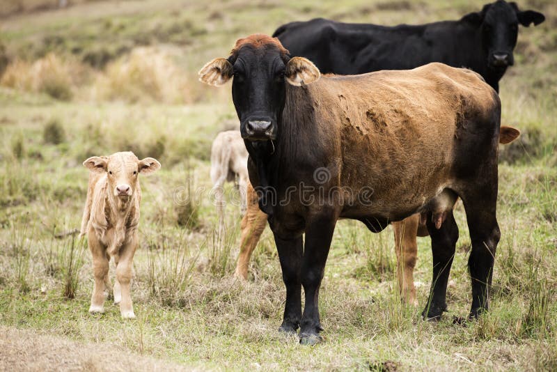 Australian cows stock image. Image of beef, agriculture - 109855189
