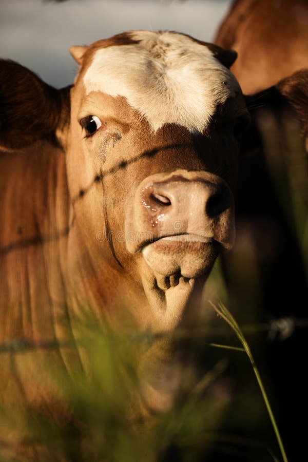 Australian cows stock image. Image of animal, angus - 112006163