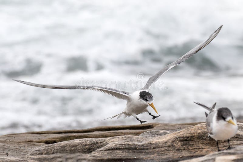 Crested Tern stock image. Image of wildlife, nature - 192519553